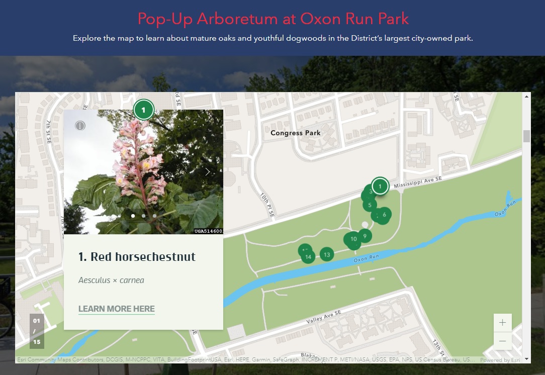 Pop-up Arboretum - SymGEO